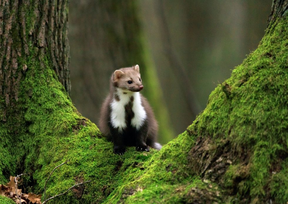 Weasel: Native American Animal Totem - Native American Totems
