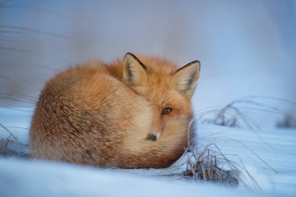 Fox Animal Totem And What It Teaches - Native American Totems