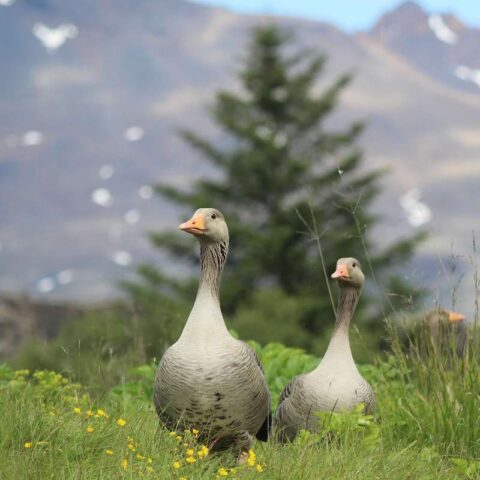 What is your birth totem?