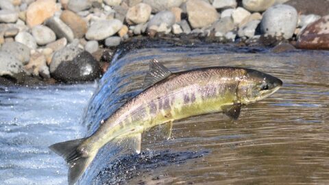 What is your birth totem?